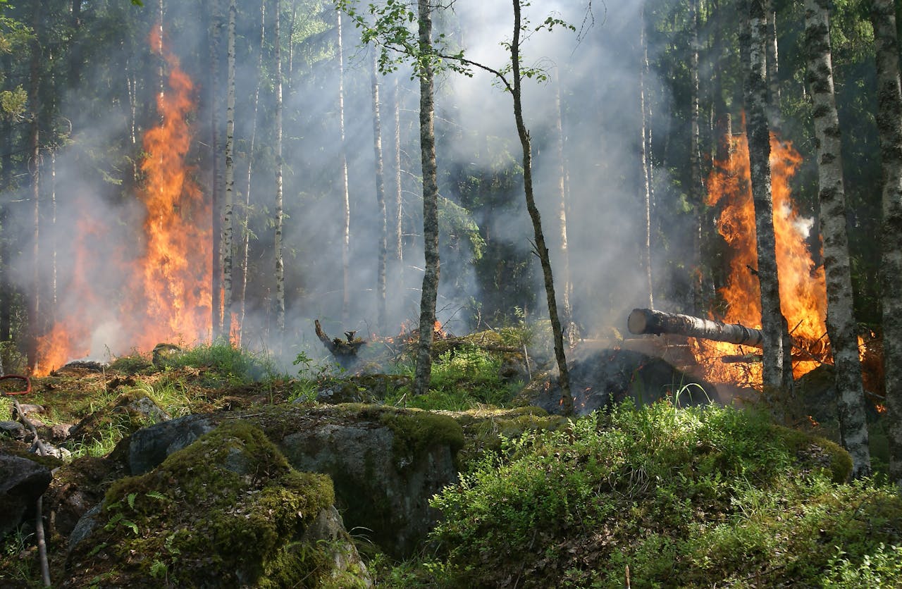 Canicule et incendies : un été 2025 éprouvant pour le Portugal – Cap ...